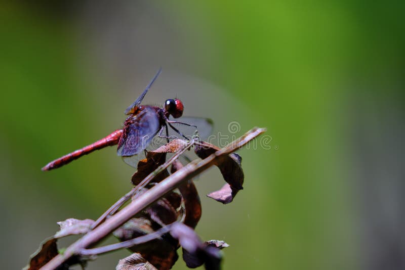 Dragonfly Anisoptera head stock photo. Image of head - 37895236