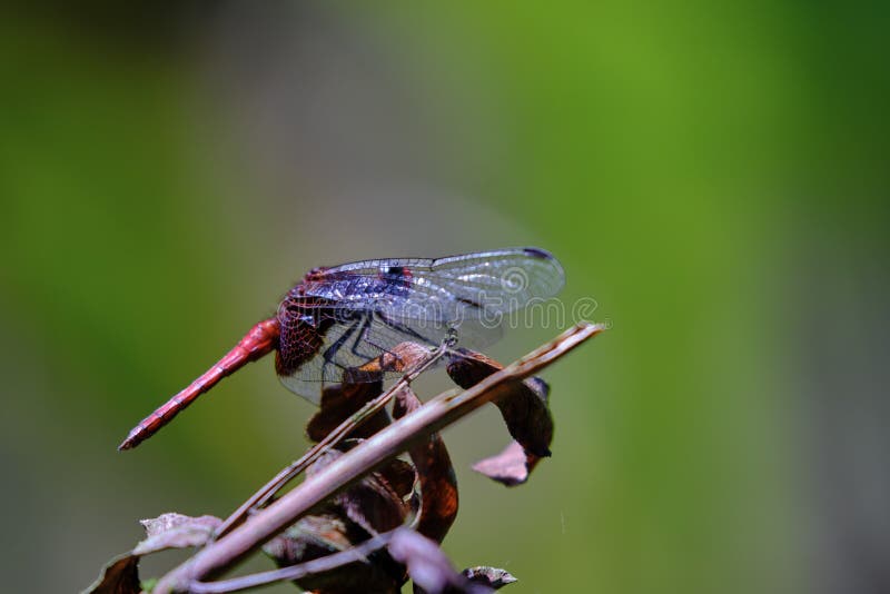 Dragonfly Anisoptera head stock photo. Image of head - 37895236