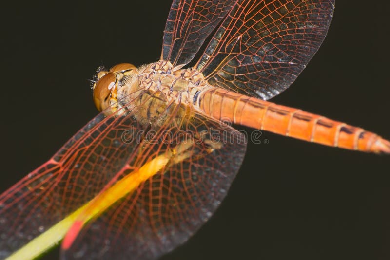 Dragonfly Macro Stock Photos - Download 24,965 Royalty Free Photos