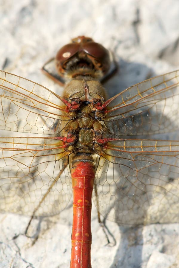 Dragonfly backside stock photo. Image of dragonfly, back - 16481610