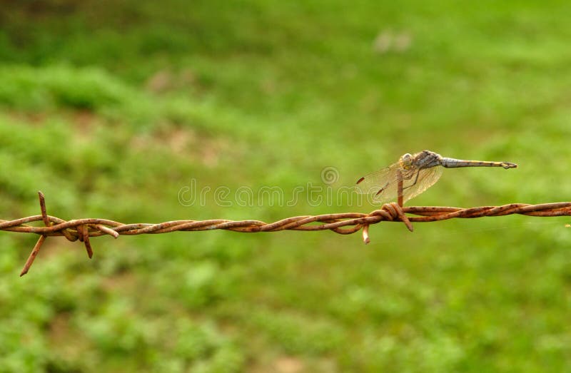 Dragonfly on barbed wire stock photo. Image of copy, damselfly - 27734074