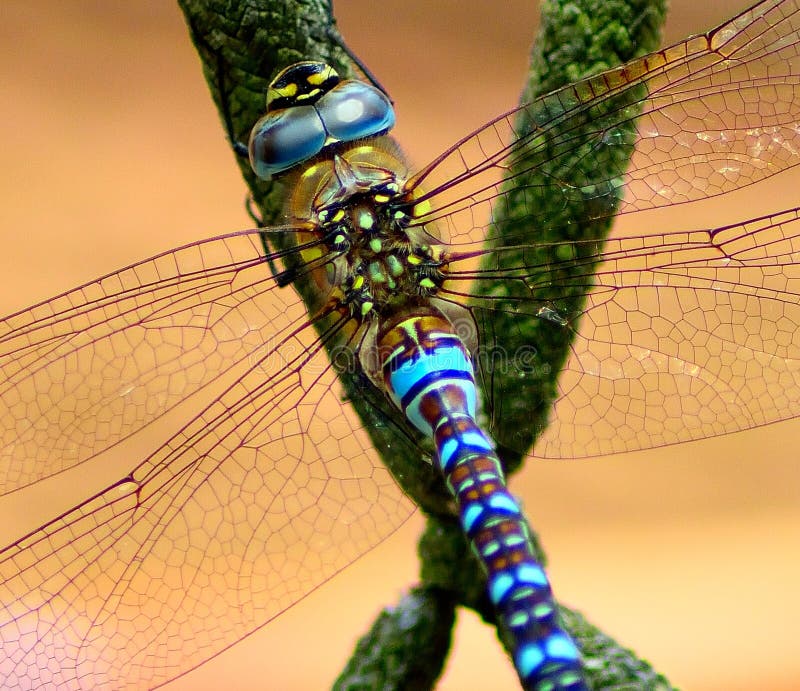 Dragonfly basking in sun stock photo. Image of bugs, closeup - 91508772