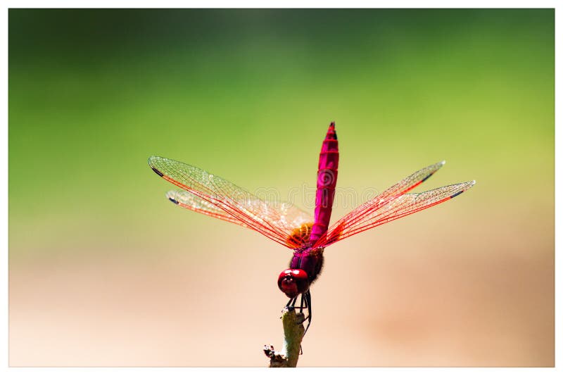 Dragonfly Beautiful Background Marco Photography Stock Image - Image of ...