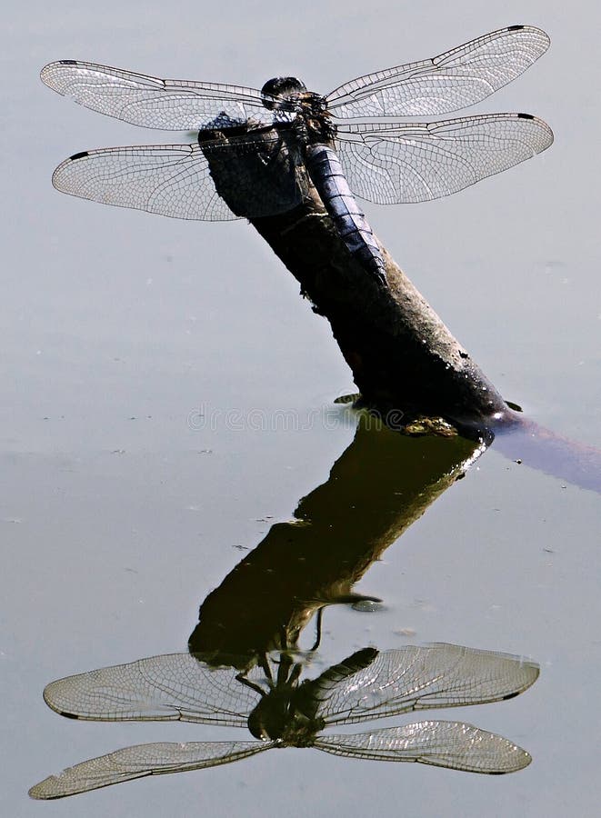 Dragonfly with Amazing Reflection on the Water Stock Image - Image of ...