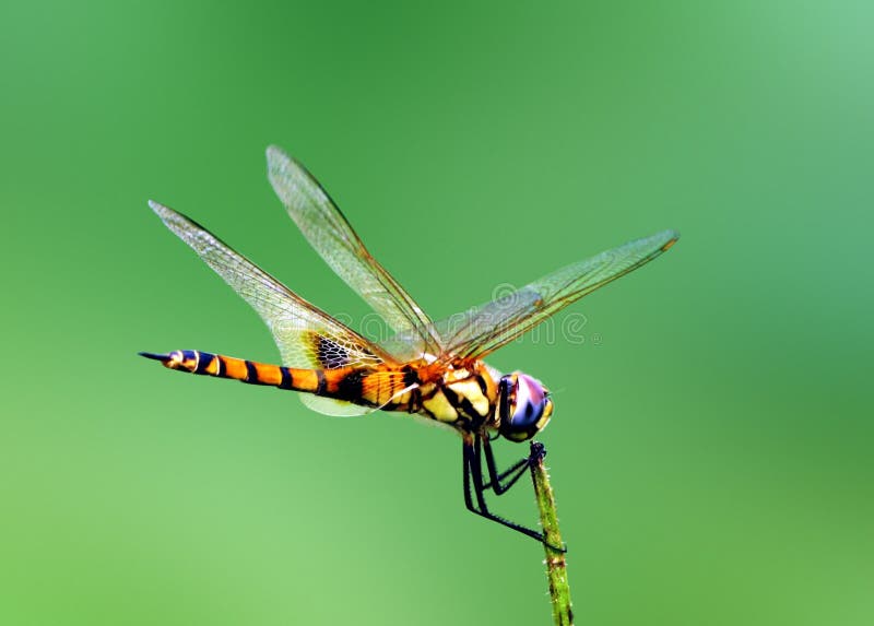 Side View Of Yellow And Black Dragonfly Stock Image - Image of portrait ...