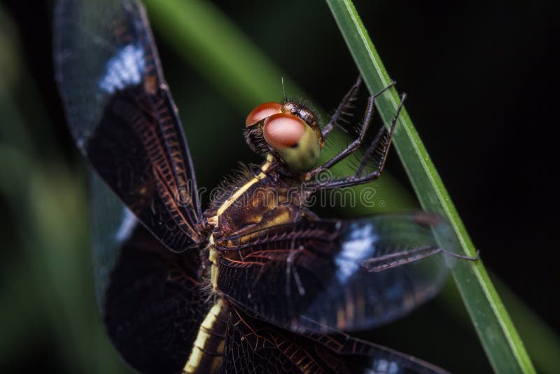 Dragonfly stock image. Image of summer, isolated, spring - 75823571