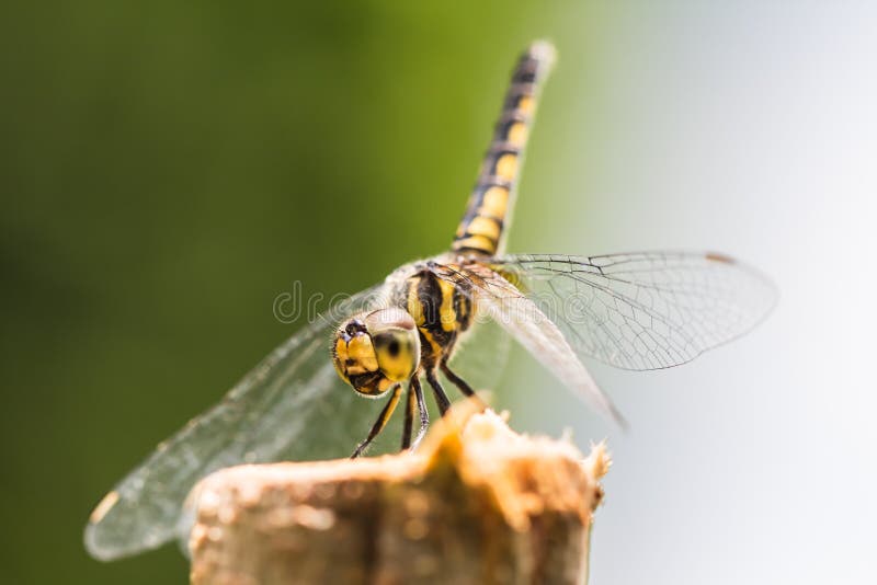 Dragonfly stock photo. Image of spring, insect, nature - 76067536