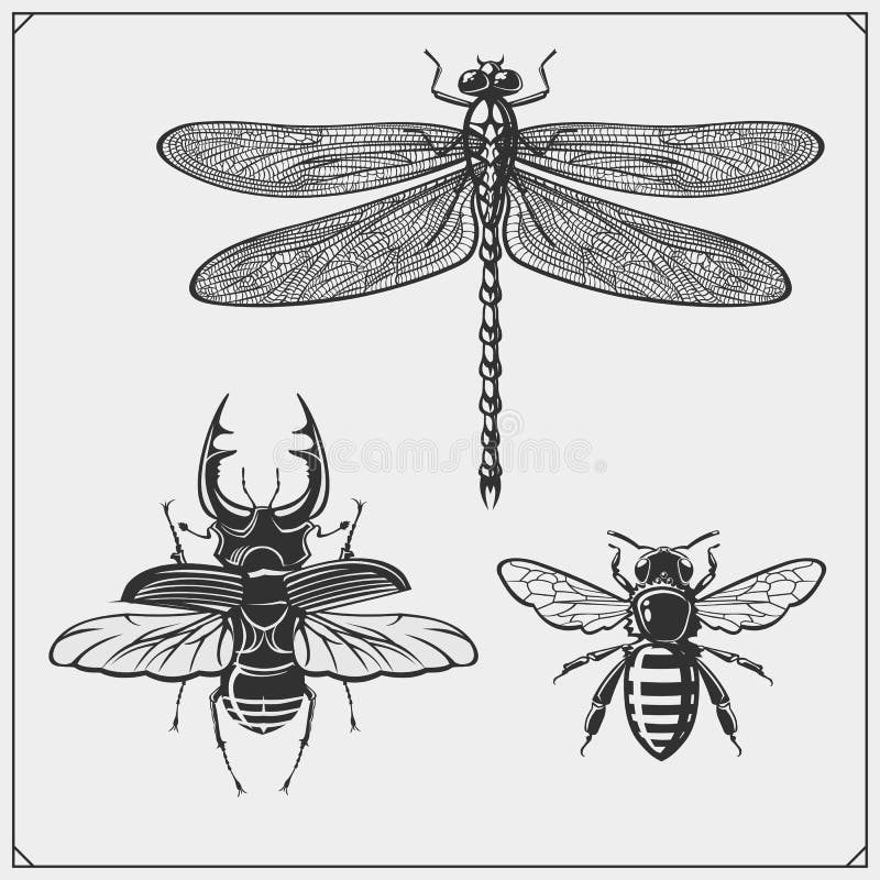 Dragonfly, bee and beetle. stock vector. Illustration of horn - 114587484