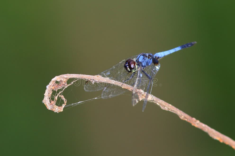 Dragonfly stock image. Image of looking, damselfly, entomology - 40653345