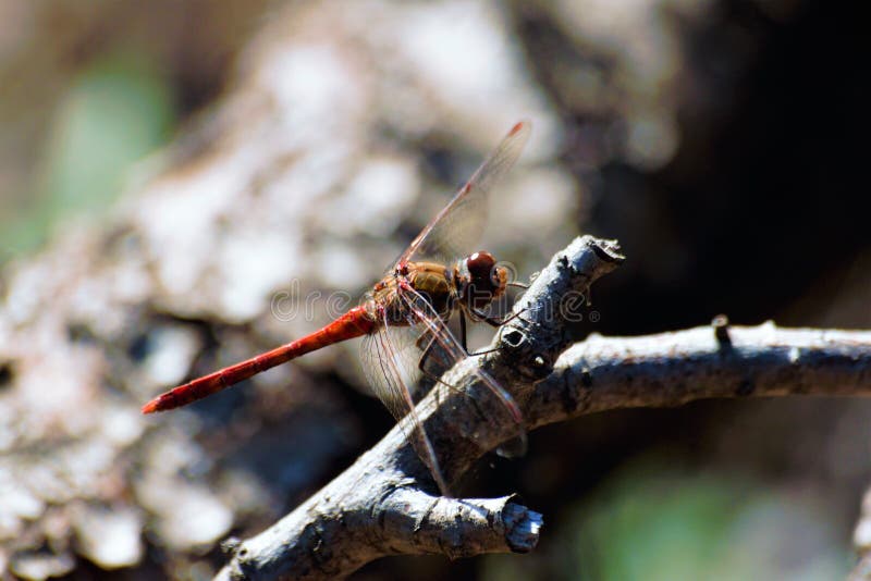 Dragonfly stock image. Image of dragonfly, nature, insect - 112772233