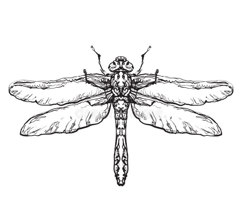 Dragonfly. Black Insect Sketch Stock Vector - Illustration of sketch ...