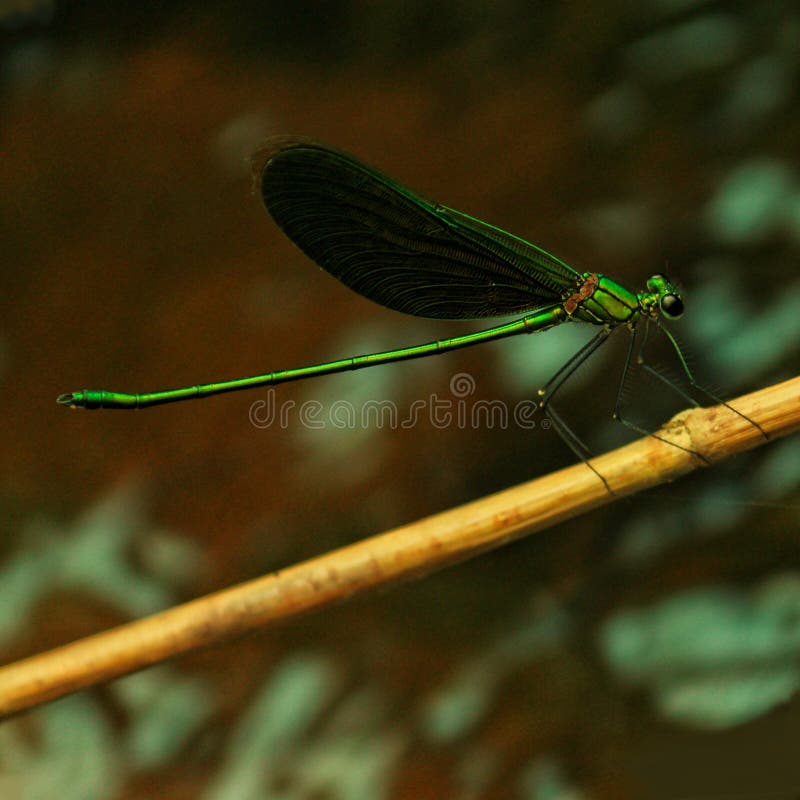 Colourful dragonfly stock photo. Image of dragonfly - 173403550