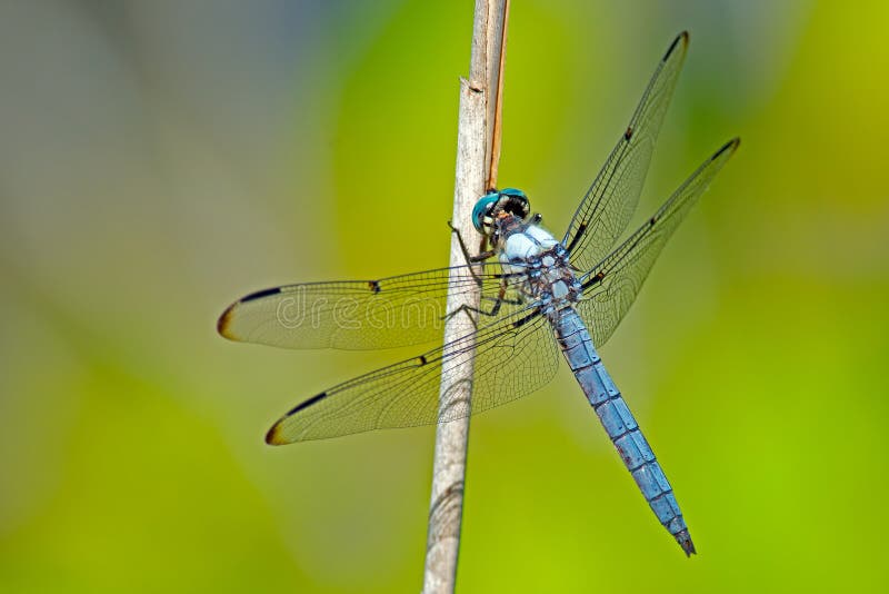 Dragonfly Blue Dasher stock image. Image of macro, nature - 41792305