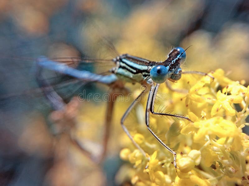 Blue-eyed Dragonfly on a Yellow Flower Stock Image - Image of dragonfly ...