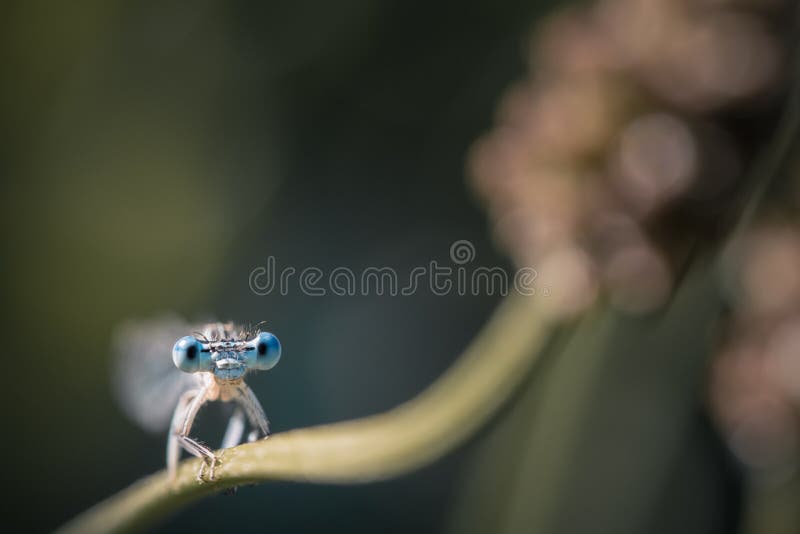 Dragonfly with Large Blue Eyes Stock Photo - Image of wildlife ...
