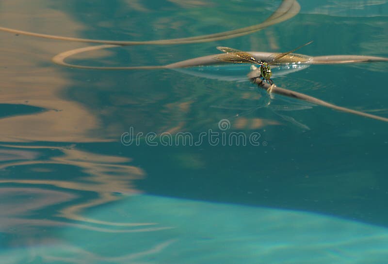 Dragonfly in Blue Waterpool Stock Photo - Image of glass, bird: 250677074