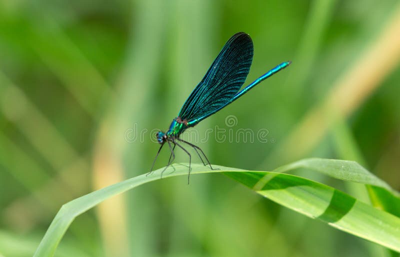 Dragonfly with Blue Wings on a Grass Stock Photo - Image of fauna ...