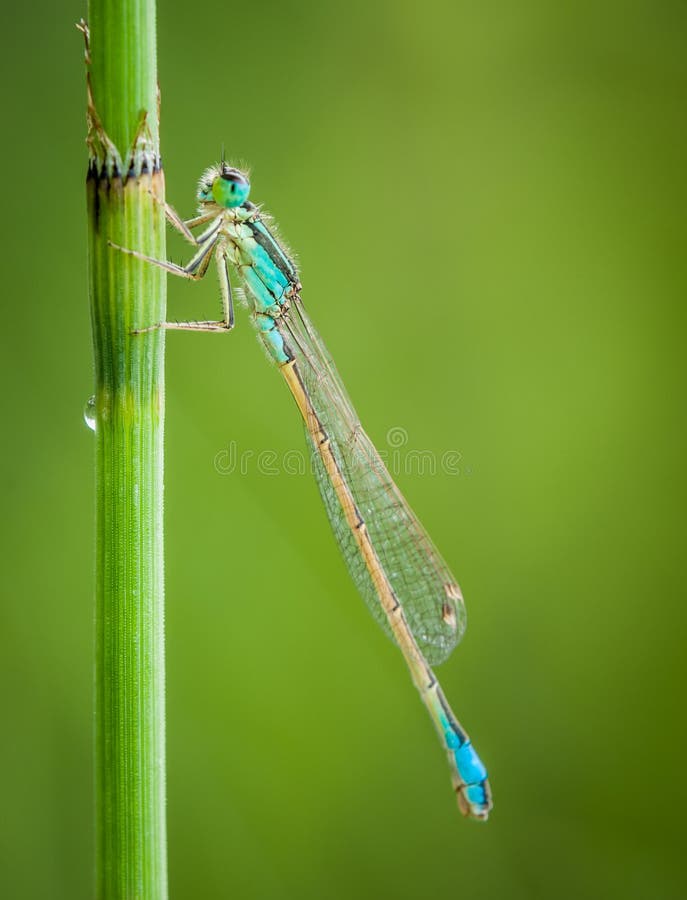 Dragonfly on Branch with Flat Bottom and Space for Text Stock Photo ...
