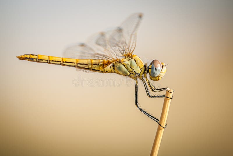 Dragonfly on Branch with Flat Bottom and Space for Text Stock Photo ...