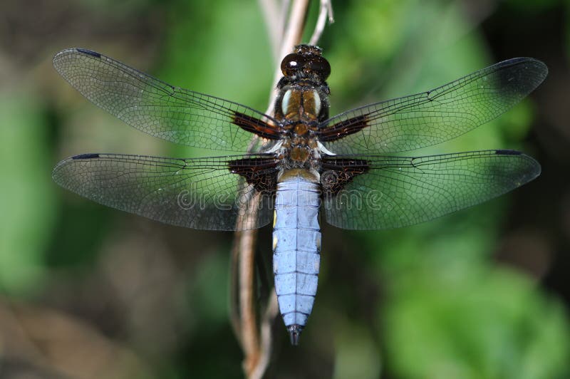 Dragonfly - Broad-bodied Chaser Stock Image - Image of hawker, summer ...