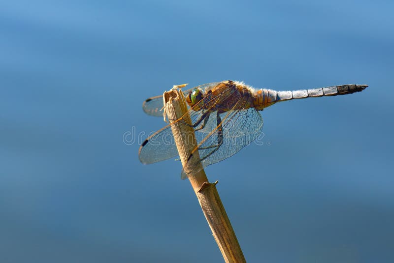 Dragonfly - Broad-bodied Chaser Stock Photo - Image of insect, branch ...