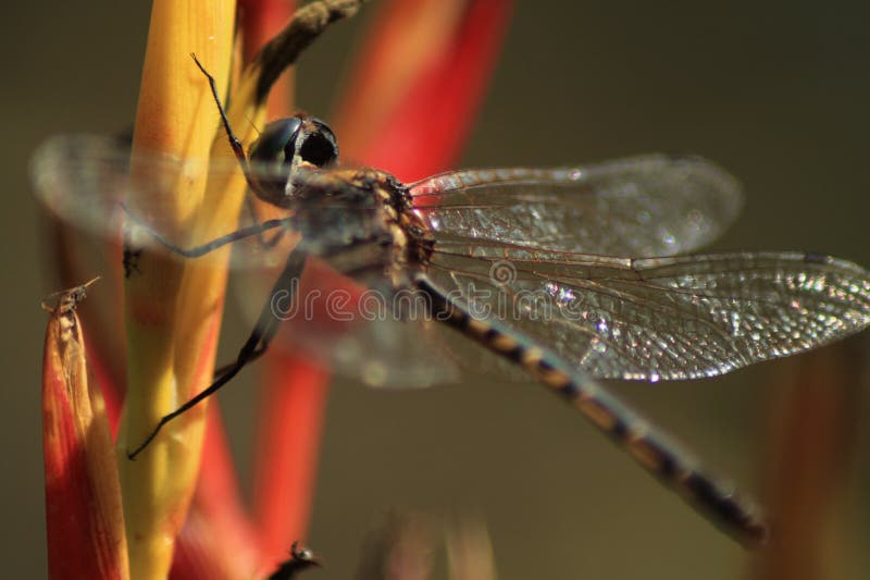 Dragonfly stock photo. Image of legs, buzzing, dragonfly - 42252420