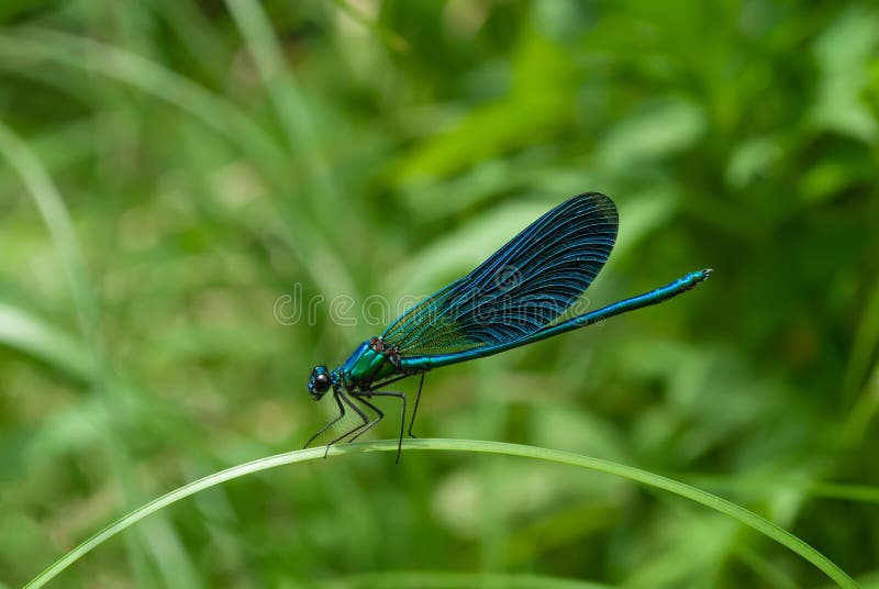 Calopteryx virgo stock image. Image of morning, leaf, look - 5644113