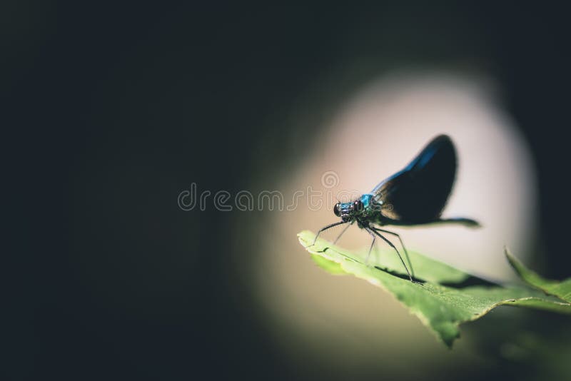 Blue dragonfly on a leaf stock image. Image of damselfly - 153898429