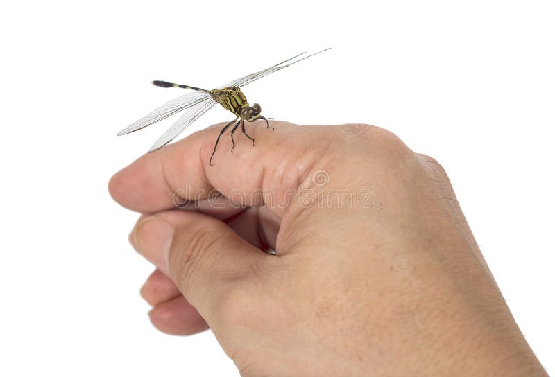 Dragonfly stock photo. Image of insect, brown, green - 45222042