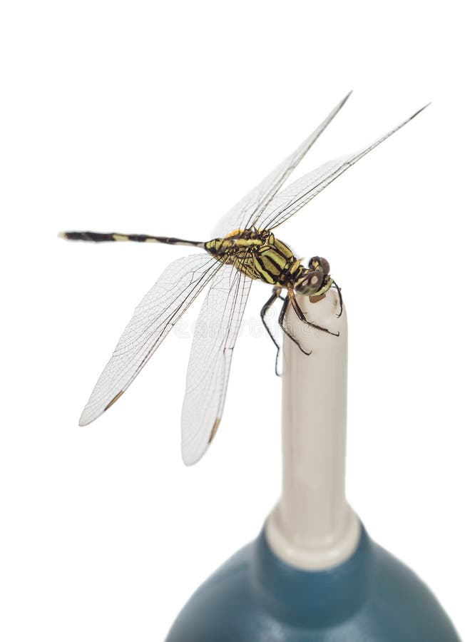 Dragonfly stock photo. Image of beautiful, front, detail - 45222024