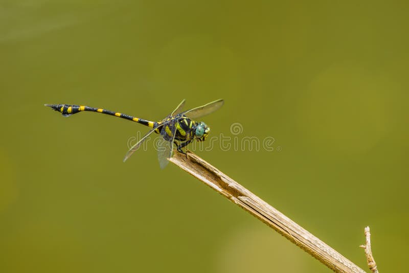 The dragonfly catch on stock photo. Image of psychedelic - 33622034