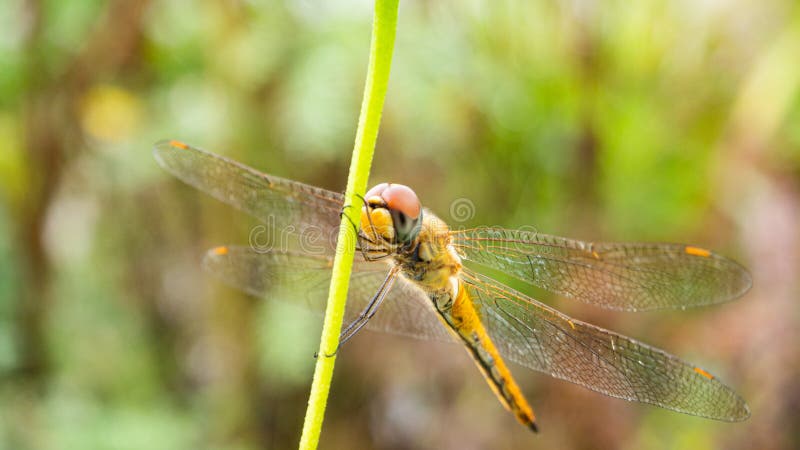 Catch dragonfly stock photo. Image of dargonfly, nature - 60782136