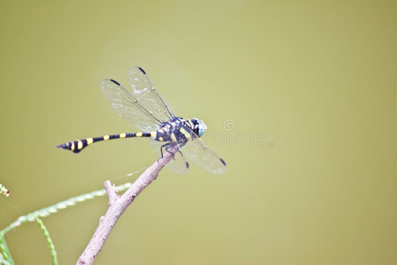 Dragonfly stock photo. Image of spring, insect, coptorfly - 30037386