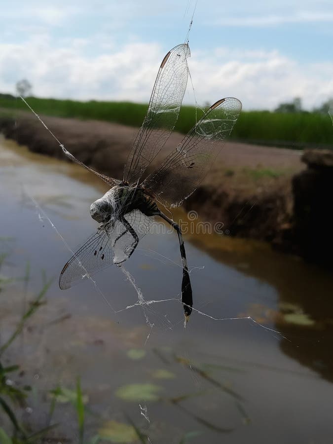 A Dragonfly Caught in a Spider& X27;s Web in Nature Stock Photo - Image ...