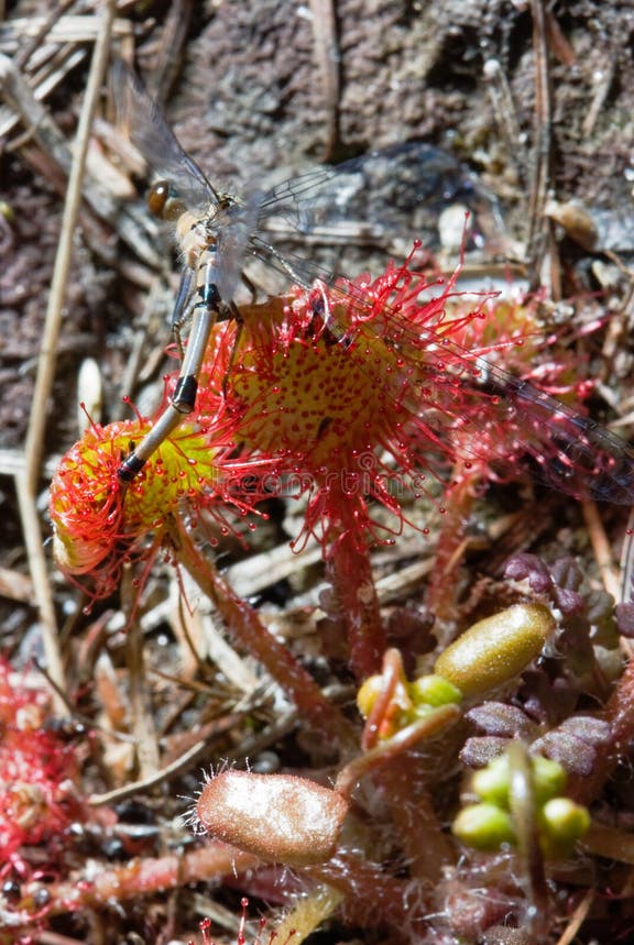 Dragonfly Caught by Sundew. Stock Image - Image of insect, victim: 14832957