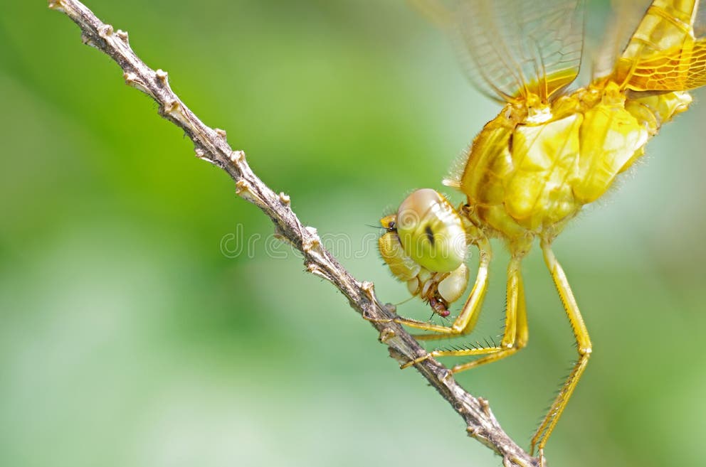 Dragonfly chewing the prey stock photo. Image of arthropod - 40579526