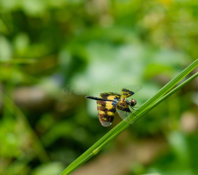 Dragonfly, Clear Wings Insect Fly with Colorful Pattern on the Grass ...