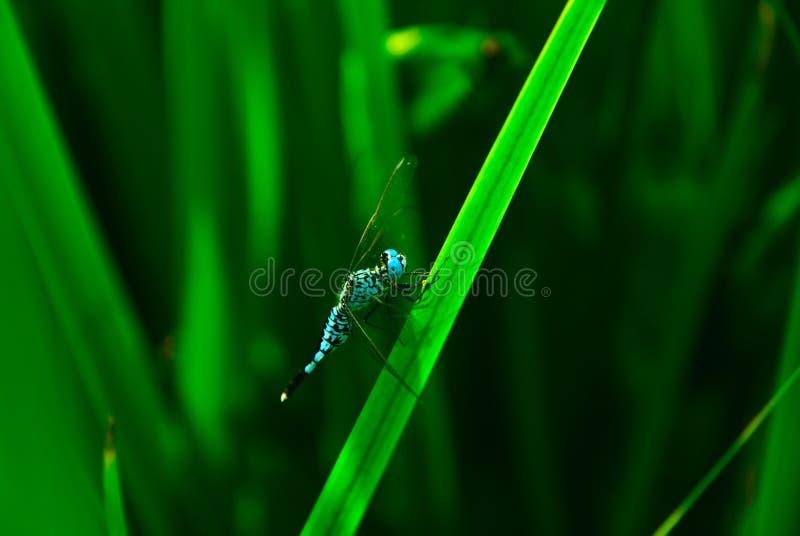 Dragonfly climbing stock photo. Image of climbing, insect - 30789482