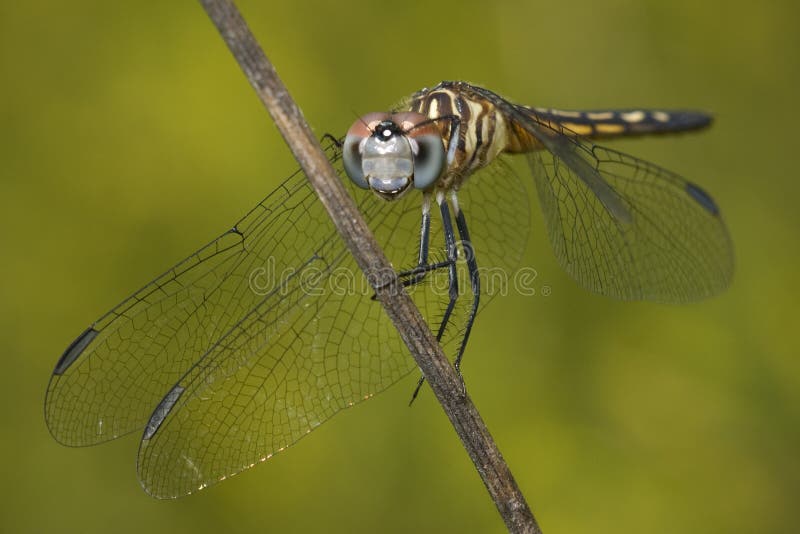 Dragonfly face front view stock photo. Image of vein - 13225658