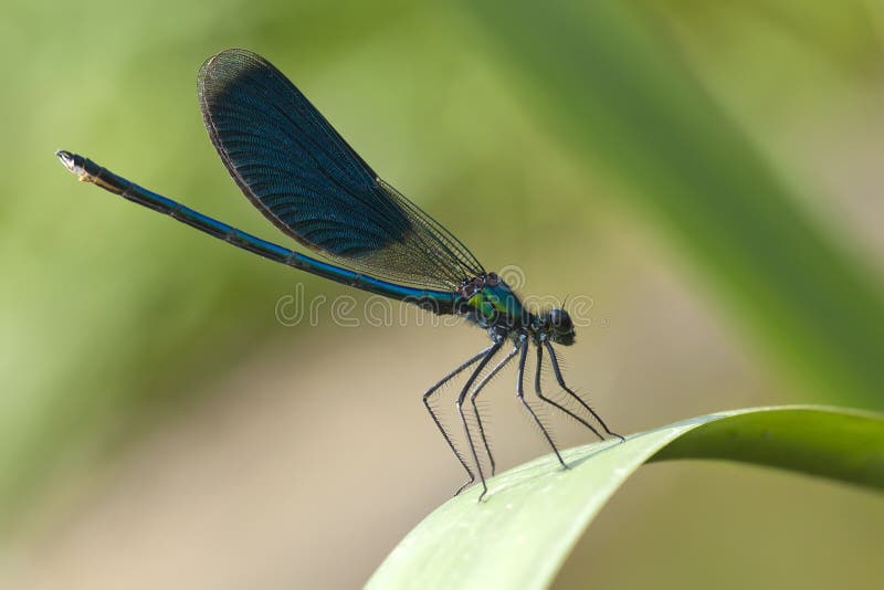 Dragonfly close-up stock image. Image of macro, black - 15277017
