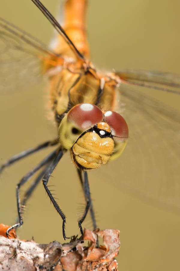 Dragonfly close-up stock image. Image of vivid, macro - 15277111