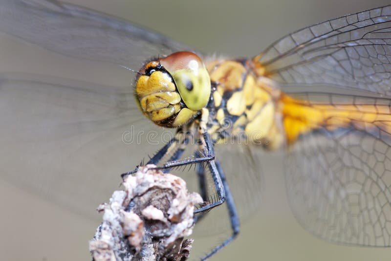 Dragonfly close-up stock image. Image of pest, beauty - 15277133
