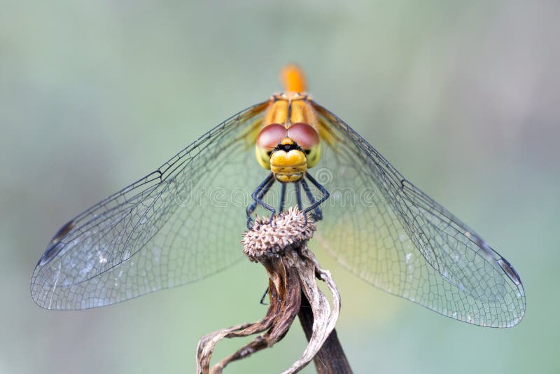 Dragonfly close-up stock photo. Image of single, tail - 15277164