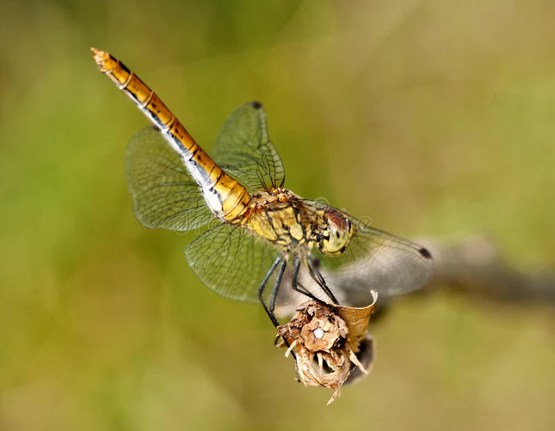 Dragonfly close-up stock image. Image of insect, close - 15277221