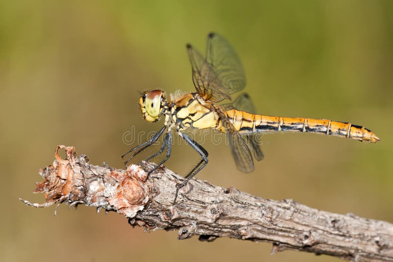 Dragonfly close-up stock image. Image of body, fragility - 15786947