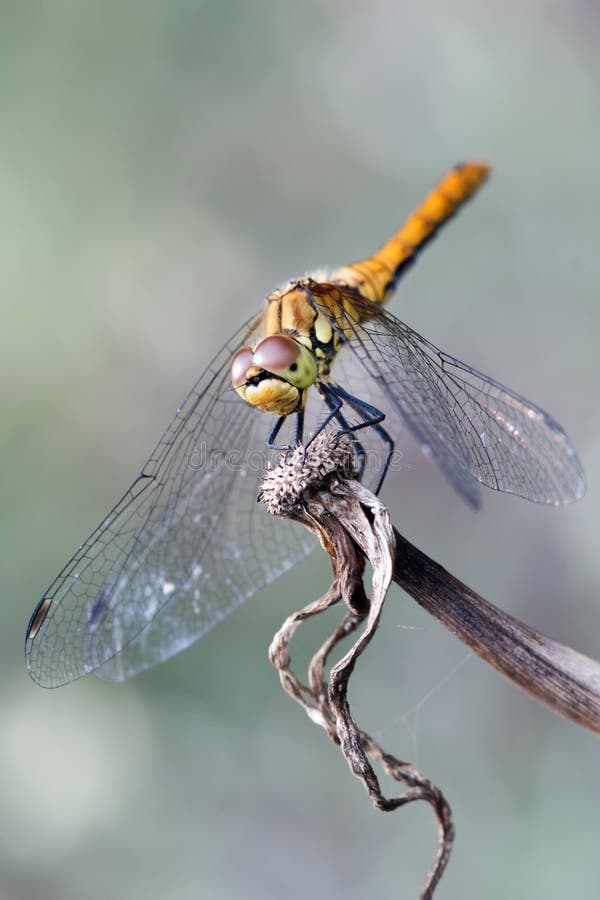 Dragonfly close-up stock photo. Image of closeup, body - 15787006