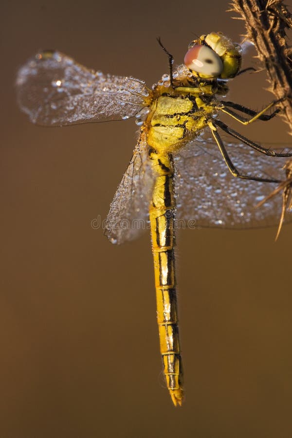 Dragonfly close up stock image. Image of biology, garden - 16440247