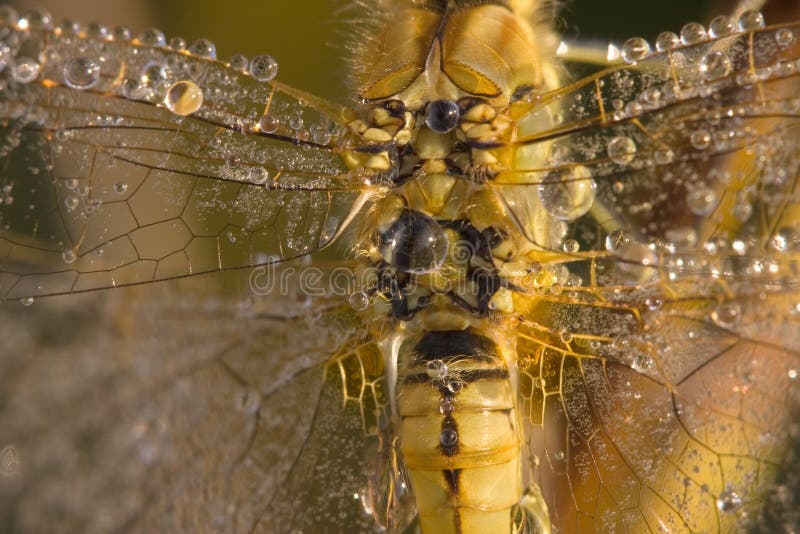 Dragonfly close up stock image. Image of biology, garden - 16440247