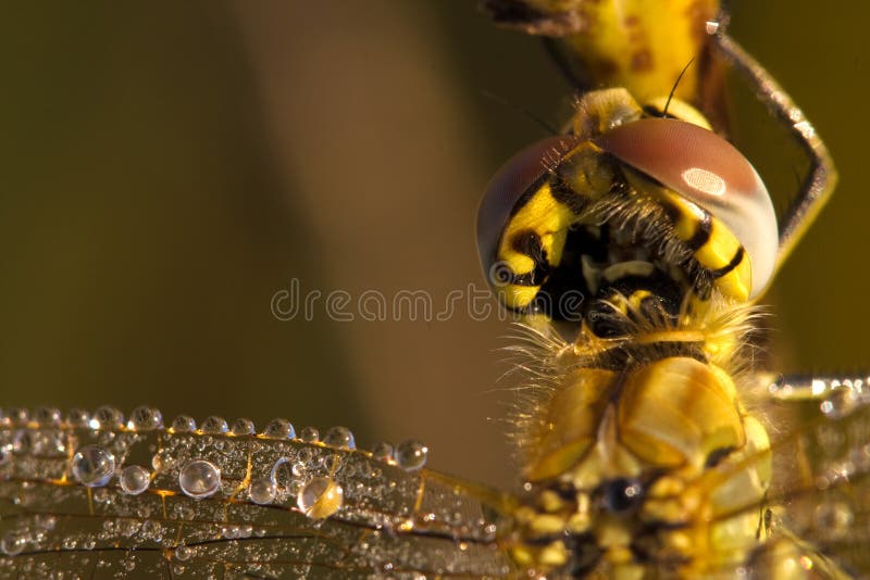 Dragonfly close up stock image. Image of biology, garden - 16440247