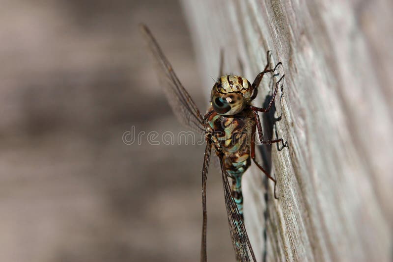 Dragonfly close-up stock photo. Image of woods, wood, bridge - 1866414